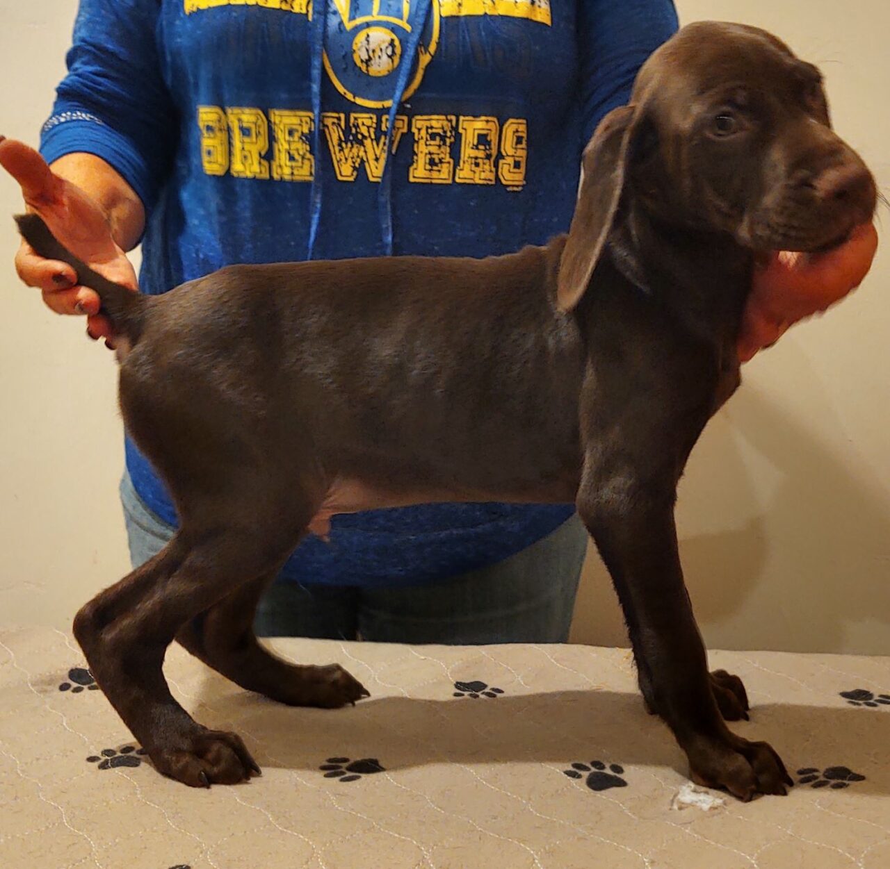 Thunderhead German Shorthair Pointers | German Shorthair Pointers