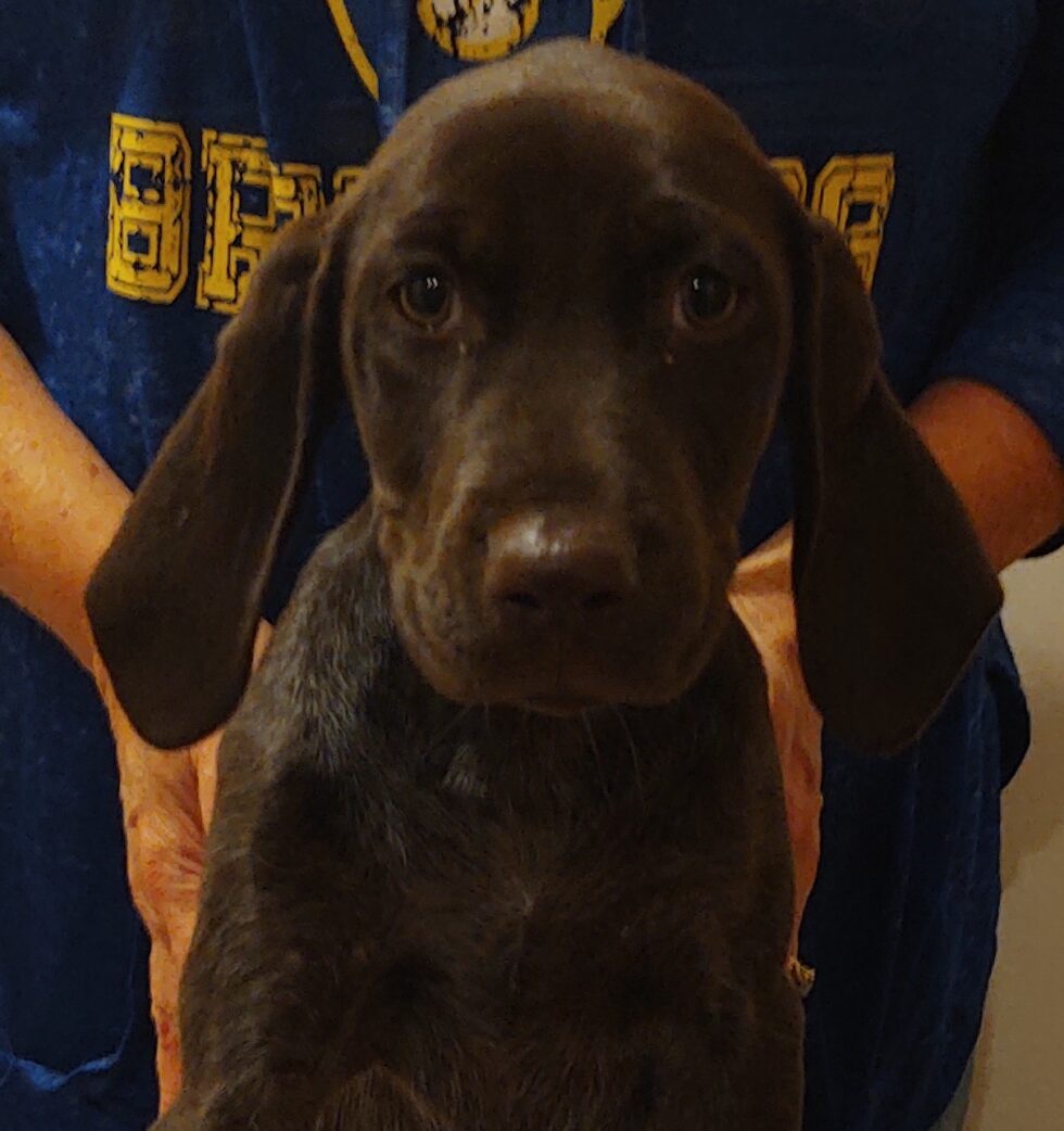 Photo Gallery | Thunderhead German Shorthair Pointers