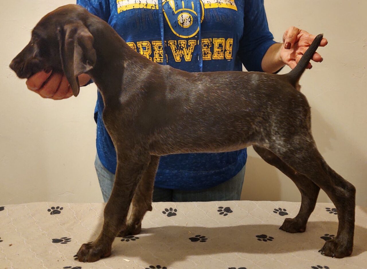 Thunderhead German Shorthair Pointers | German Shorthair Pointers