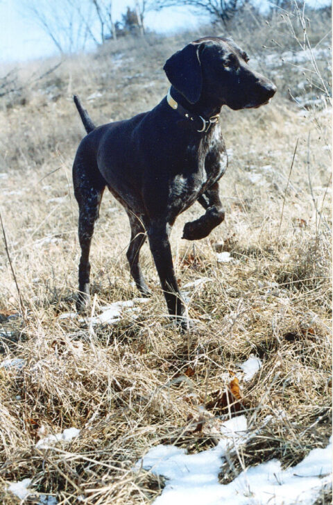 Photo Gallery | Thunderhead German Shorthair Pointers