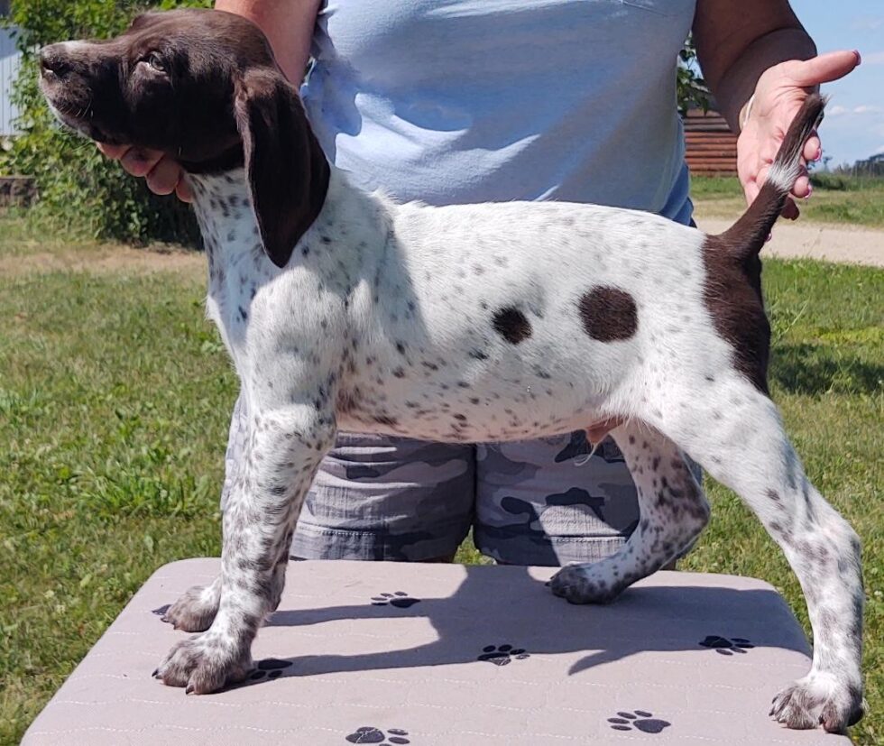 Puppies | Thunderhead German Shorthair Pointers