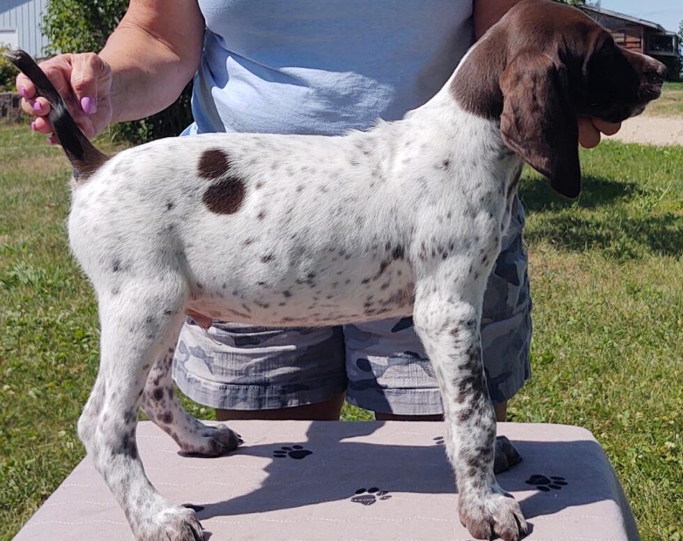 Breeding | Thunderhead German Shorthair Pointers