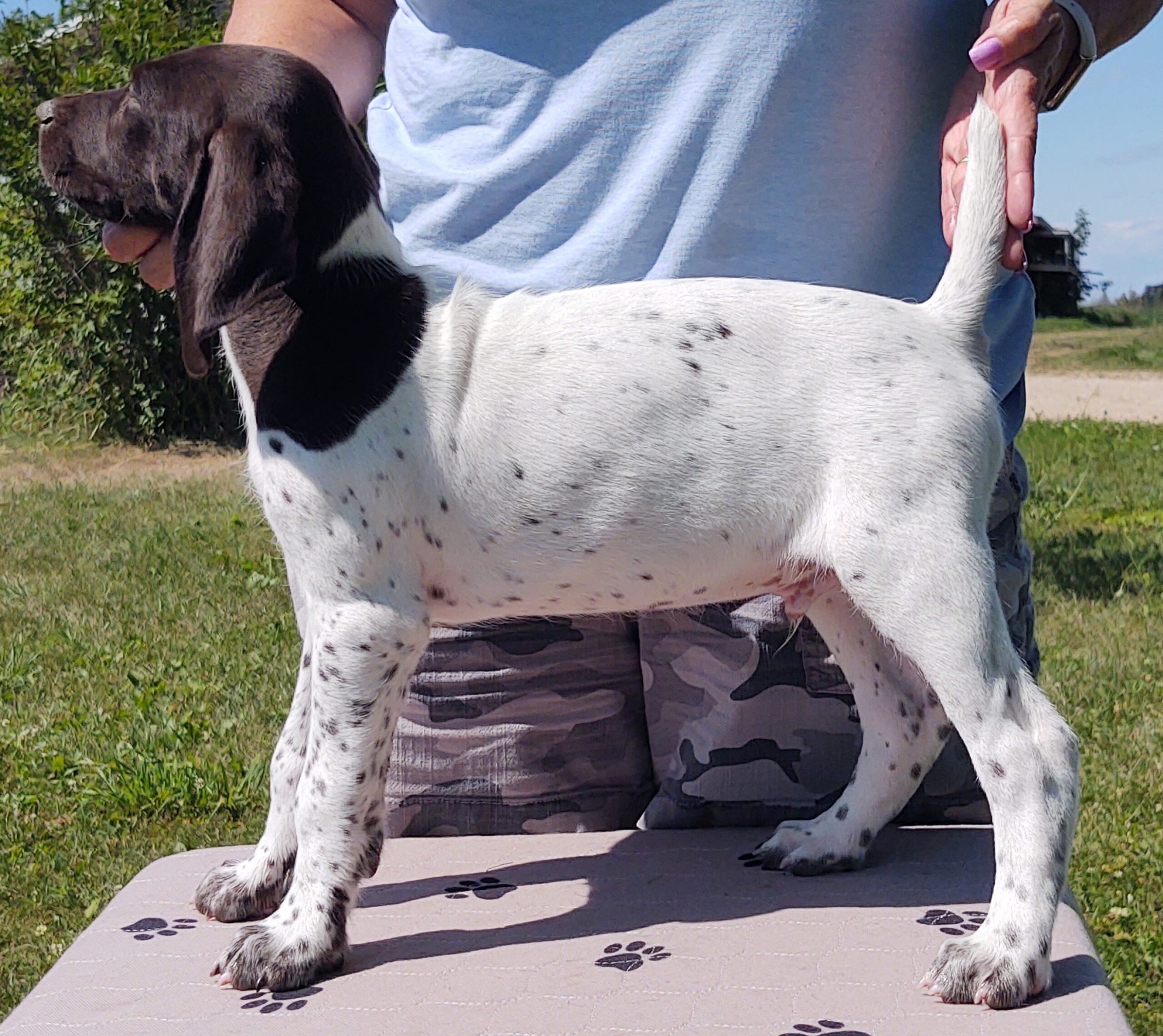 Breeding | Thunderhead German Shorthair Pointers
